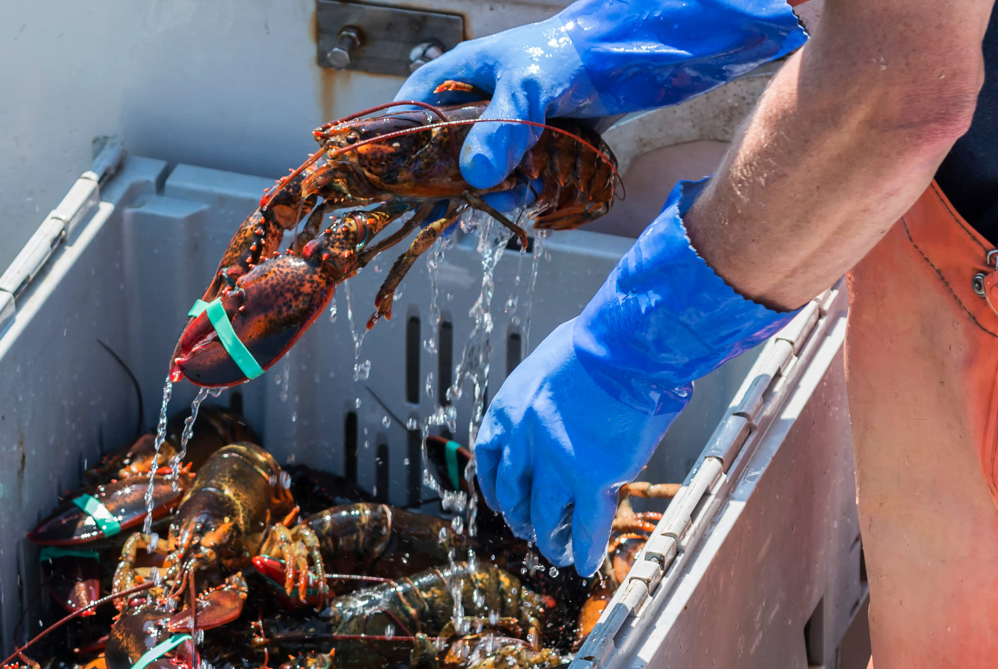 Canadian Lobstermen Ordered To Pull Their Traps To Make Way For ...