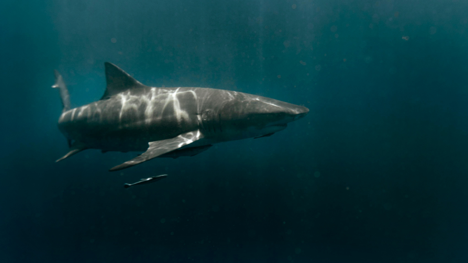 Liberals Are Denying The Great White Shark Population Is Increasing To ...