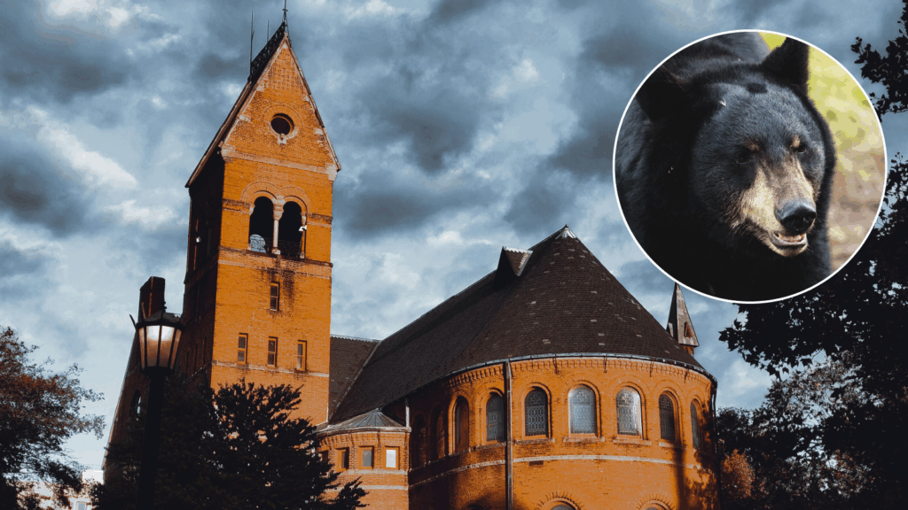 UMaine Black Bears Have A Downbeat Mascot Competitor At Cornell - A ...