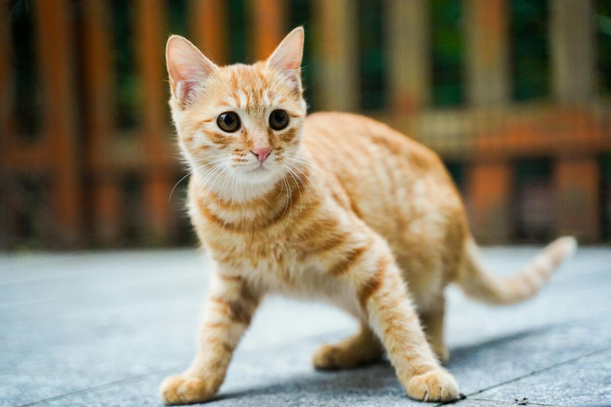 Boston Cat Survives 10-Story Fall, Soon Back To Bird Hunting - The ...